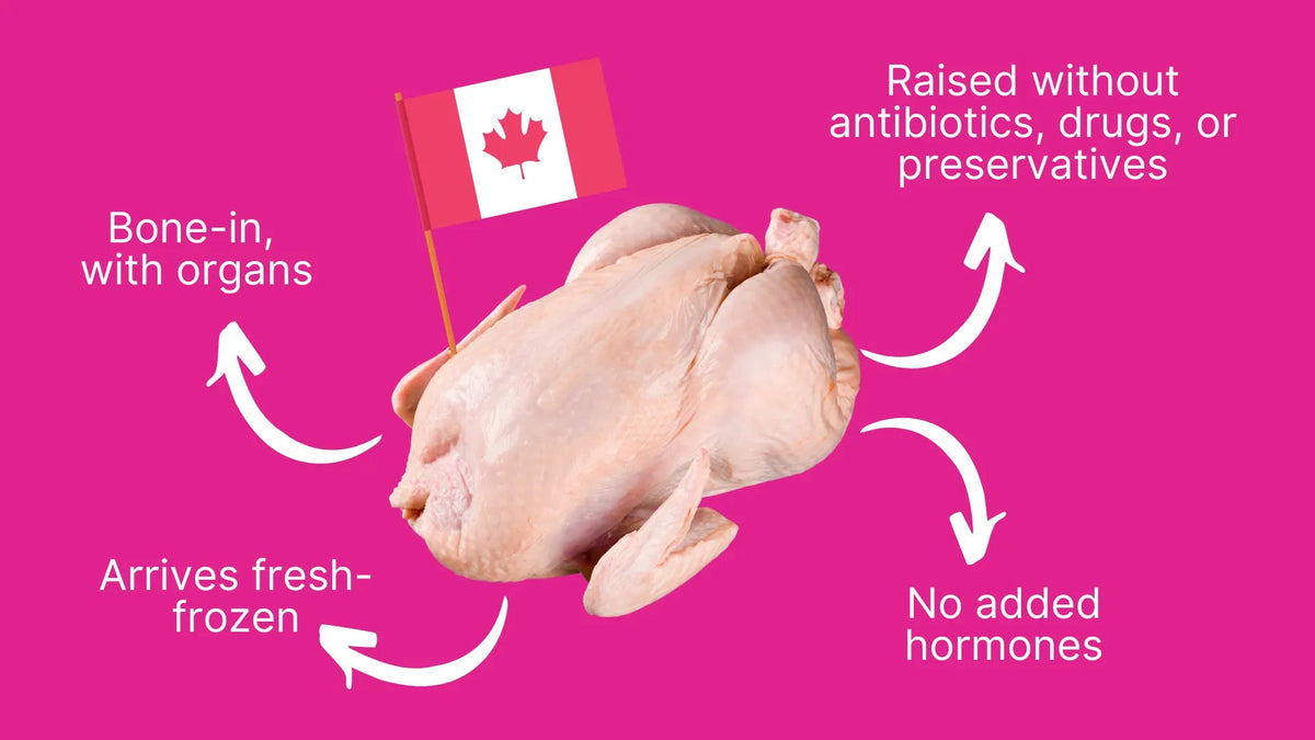 Spotlight on Chicken – Smack Pet Food