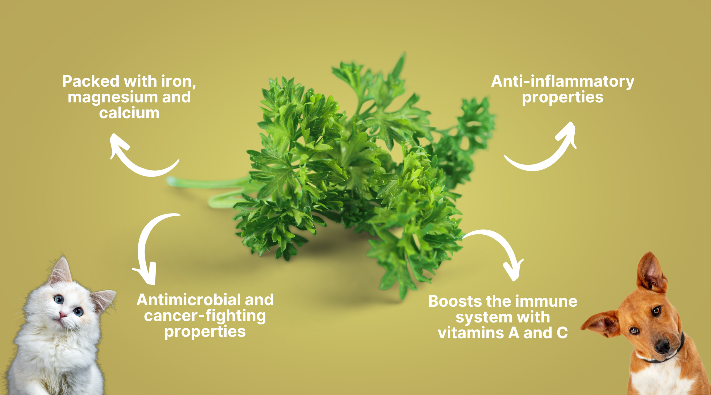 Health Benefits of Parsley for Pets: A Superfood Herb Guide – Smack Pet ...